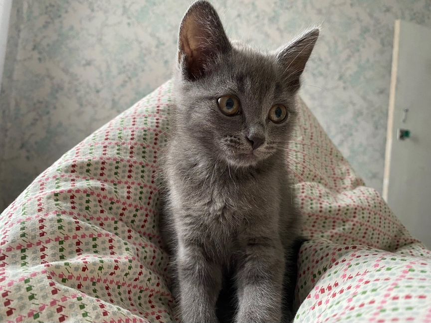 Отдадим котенка в добрые руки