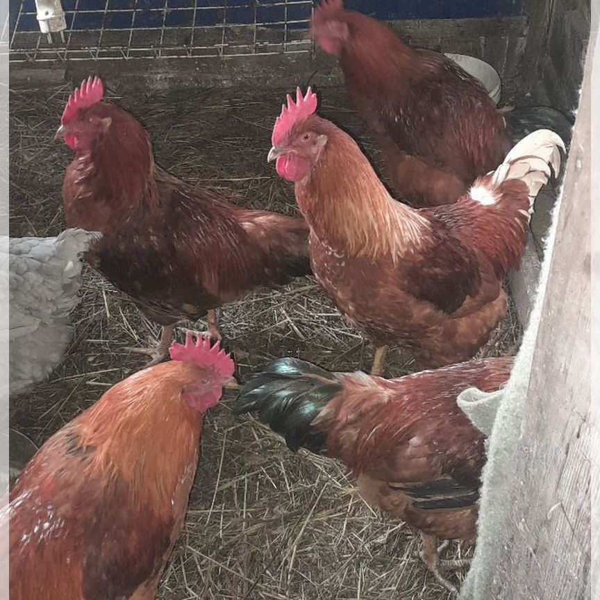 Молодые петухи