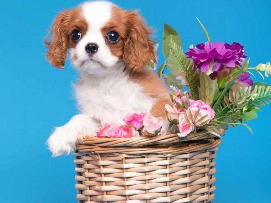 Кавалер Кинг Чарльз спаниель