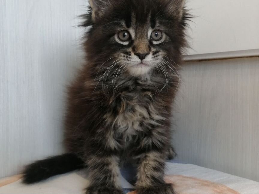 Котенок котик Мейн-кун