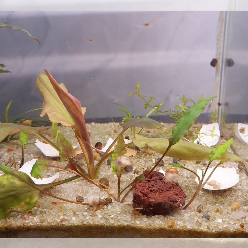 Ампулярии детки