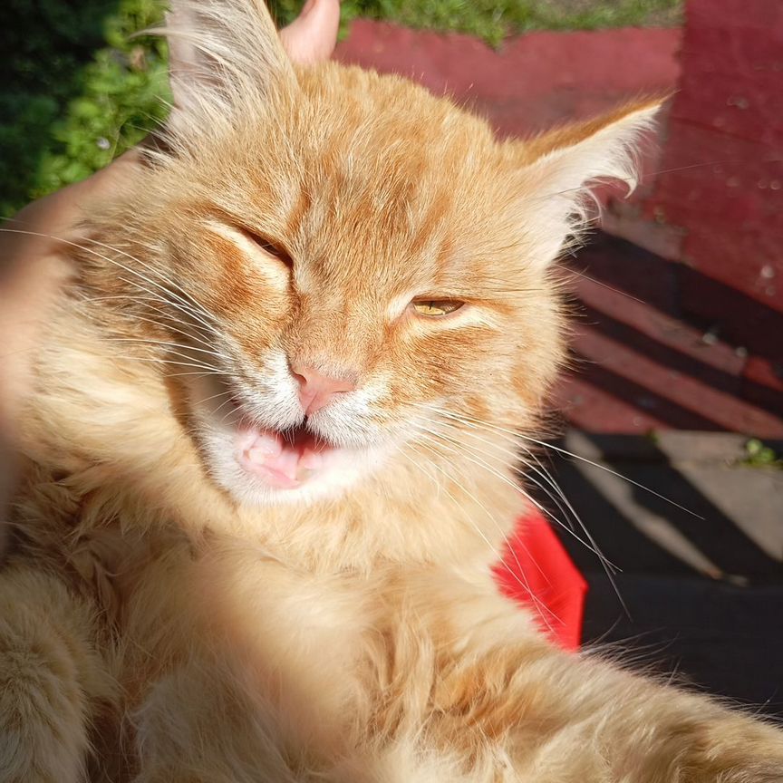 Отдаю кота 1 год