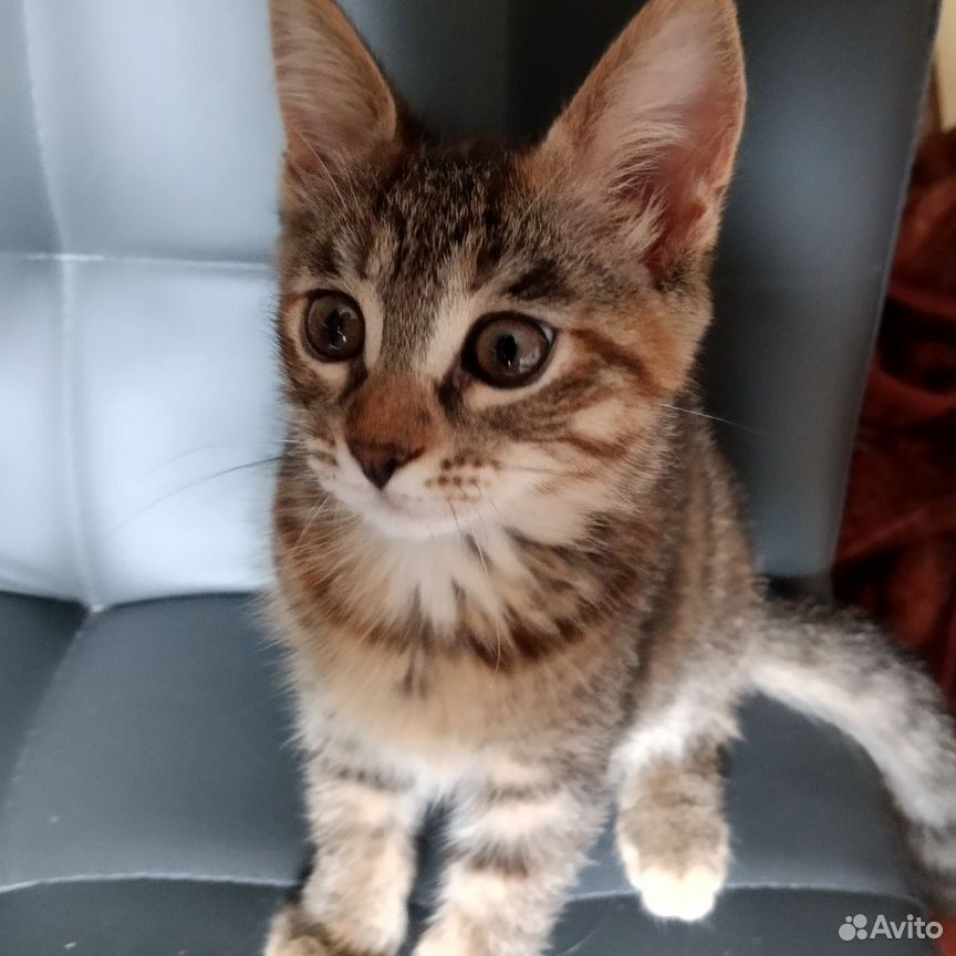 Отдам котёнка в хорошие руки