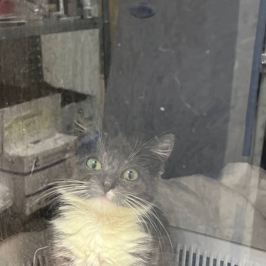 Котенок с зелеными глазами