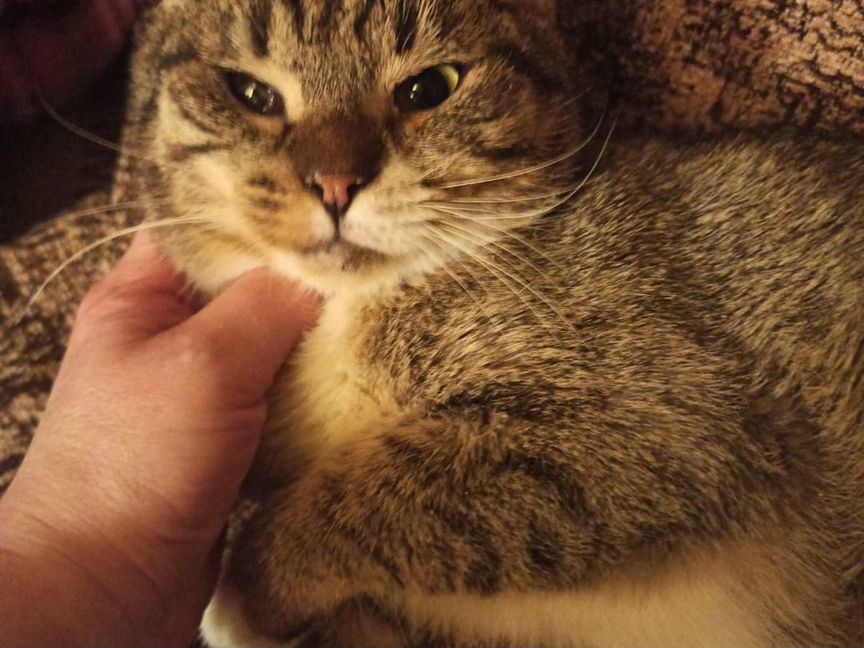 Котик Кевин