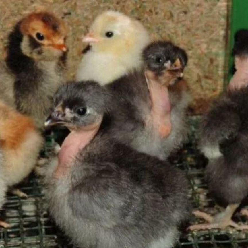 Цыплята Большое Болдино