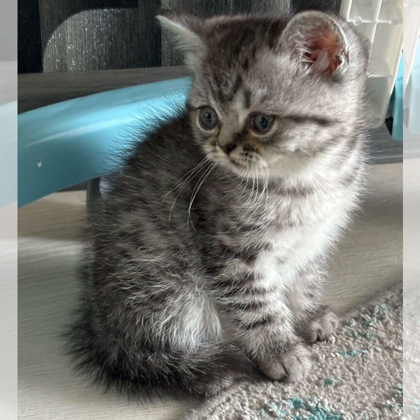 Британский длинношёрстный котёнок