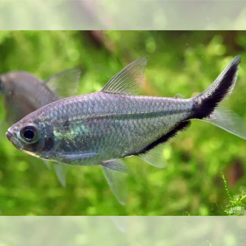 Тетра коста - Moenkhausia costae
