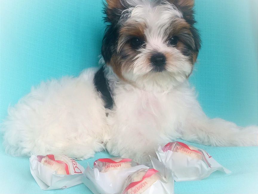 Щенки бивер