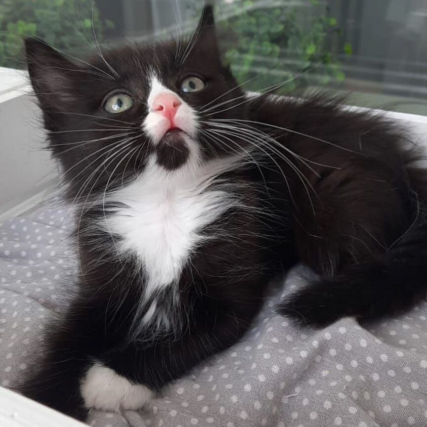 Котёнок в добрые руки