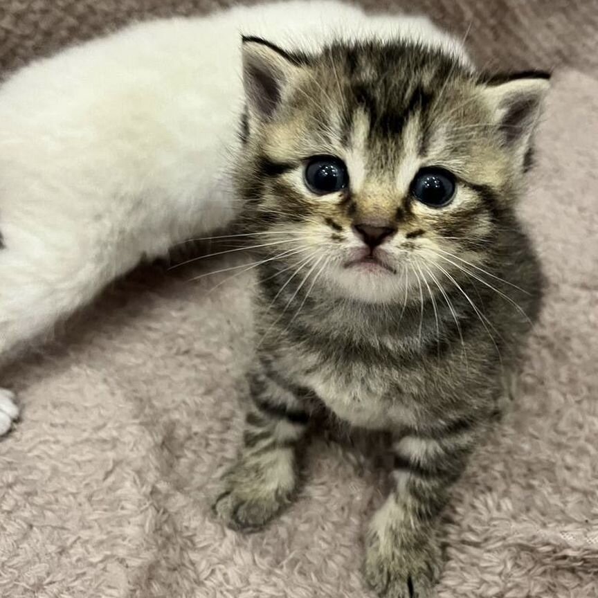 Британский короткошёрстный котёнок