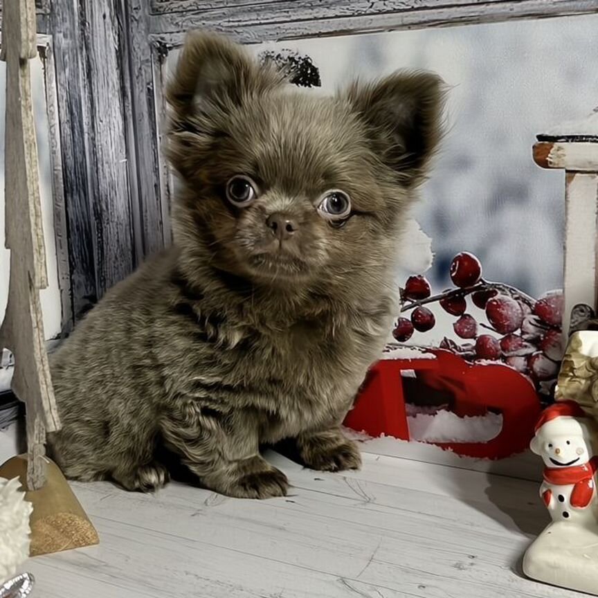 Чихуахуа, щенок