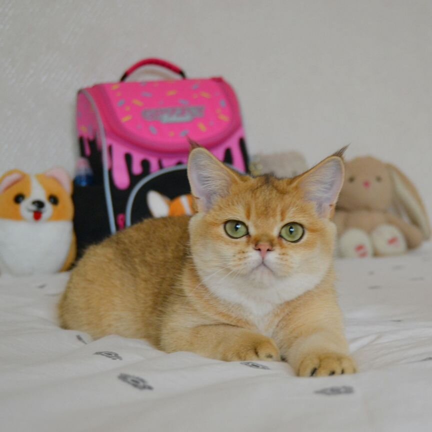 Кошка золотая шиншилла