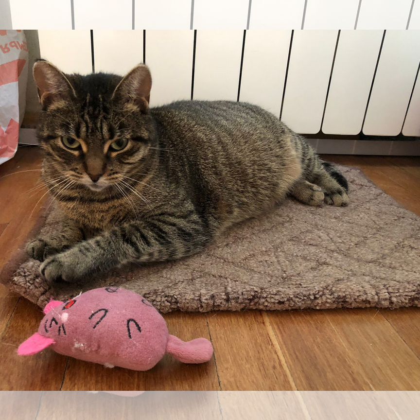 Кошке Зое некуда идти