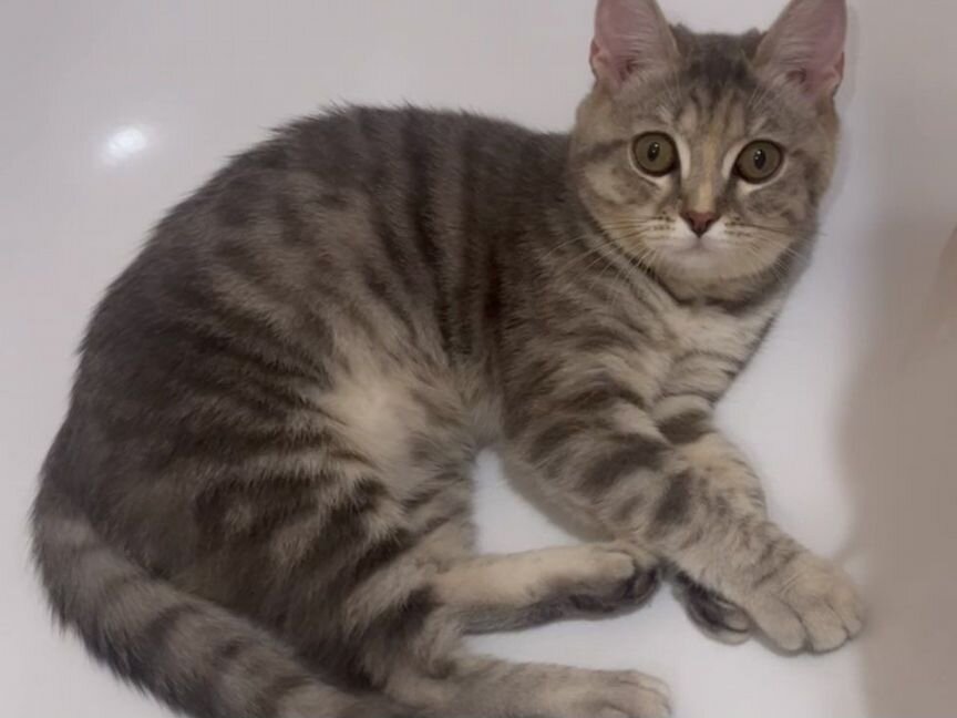 Кошечка в добрые руки