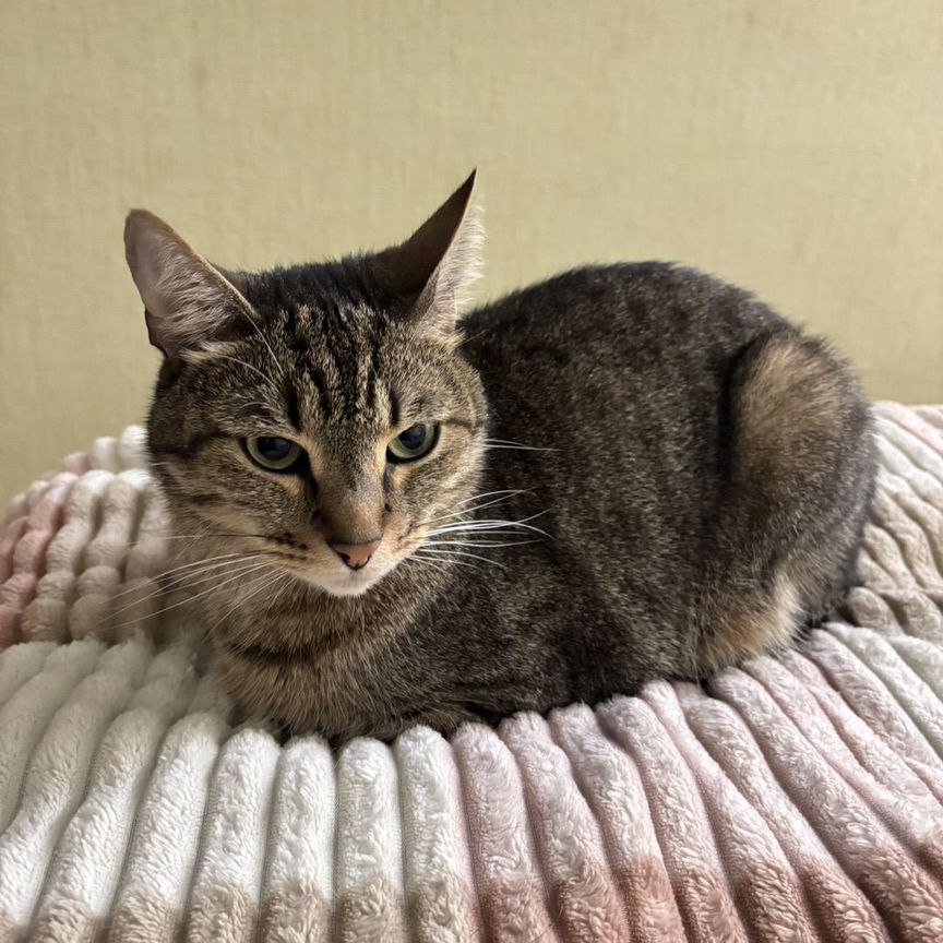 Отдам кота в добрые руки бесплатно