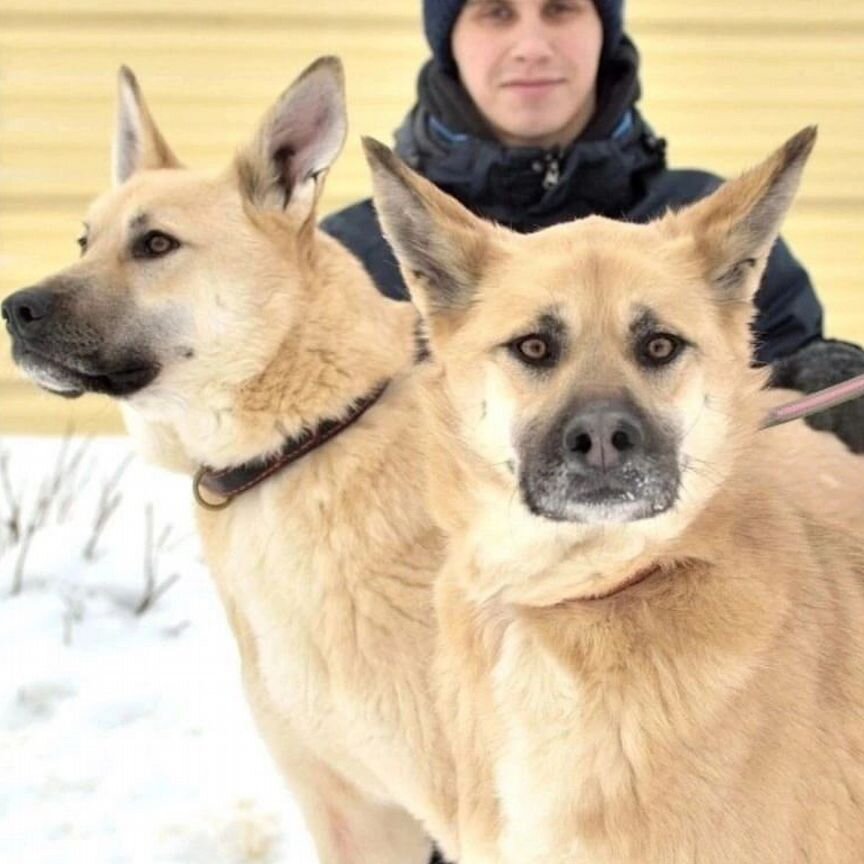 Брат и сестра ищут добрый дом. Красавчики.Ждут