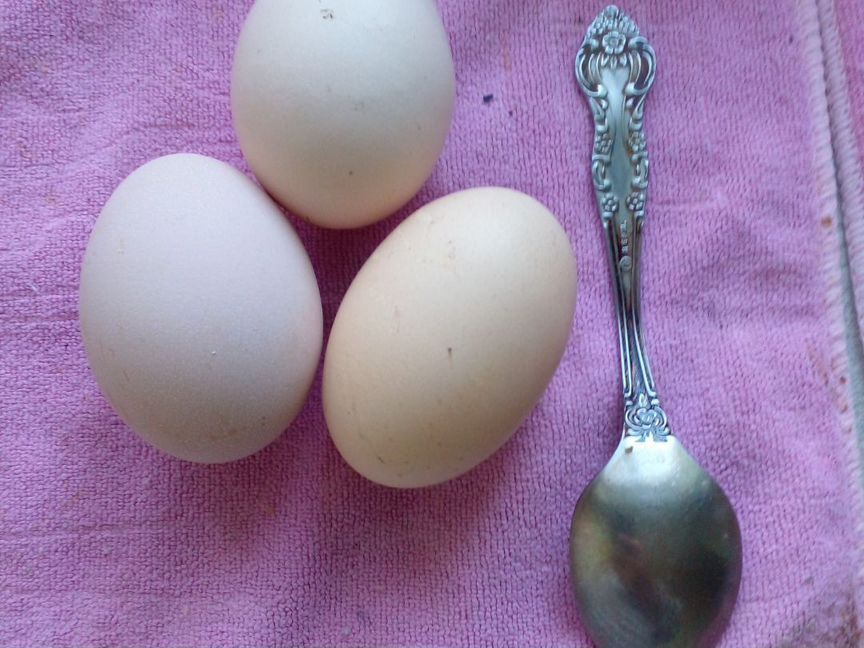 Инкубационное яйцо домашних кур