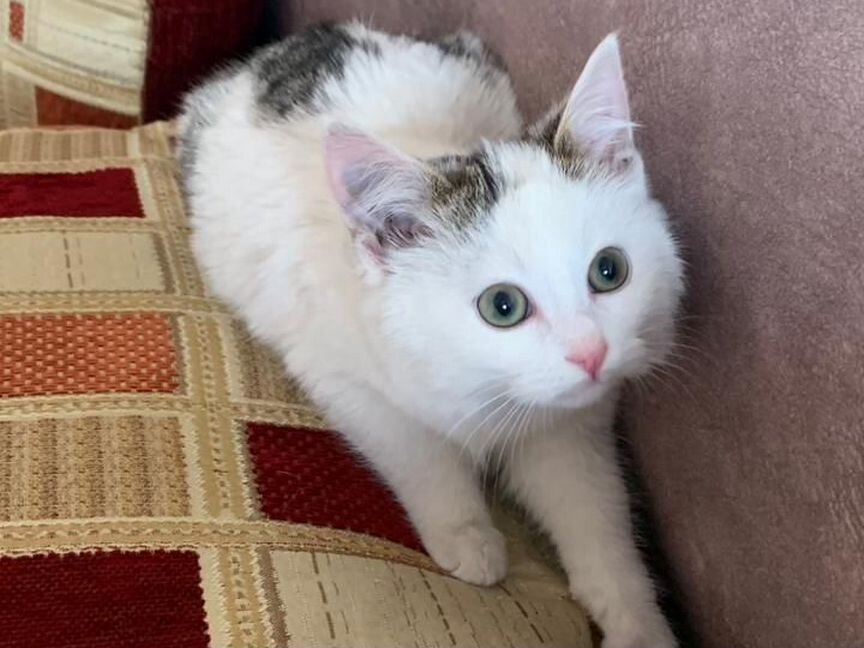 Мальчик 2 месяца котик