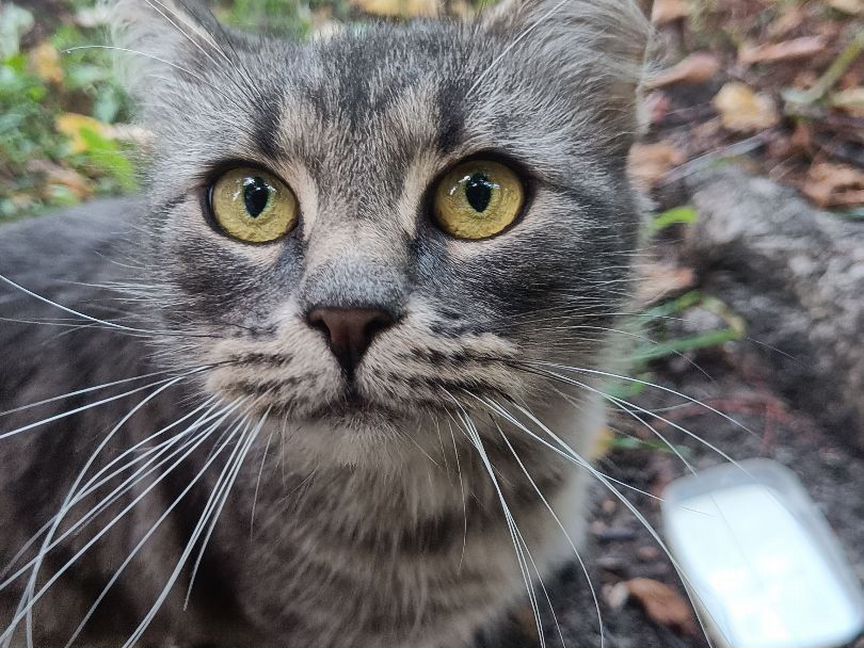 Кошка ищет дом