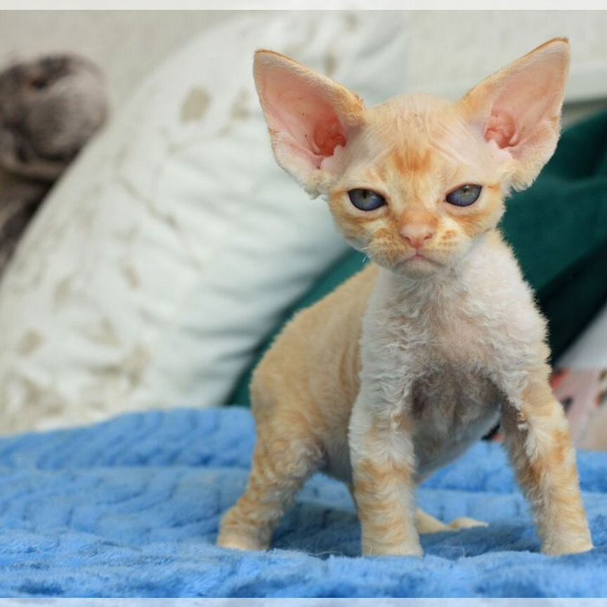 Котята девон-рекс