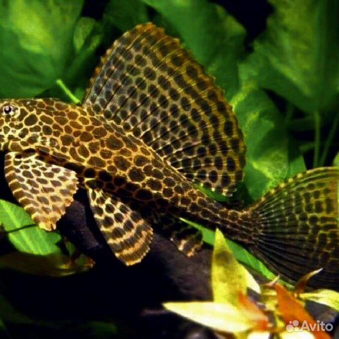 Птероглихт, парчовый сом