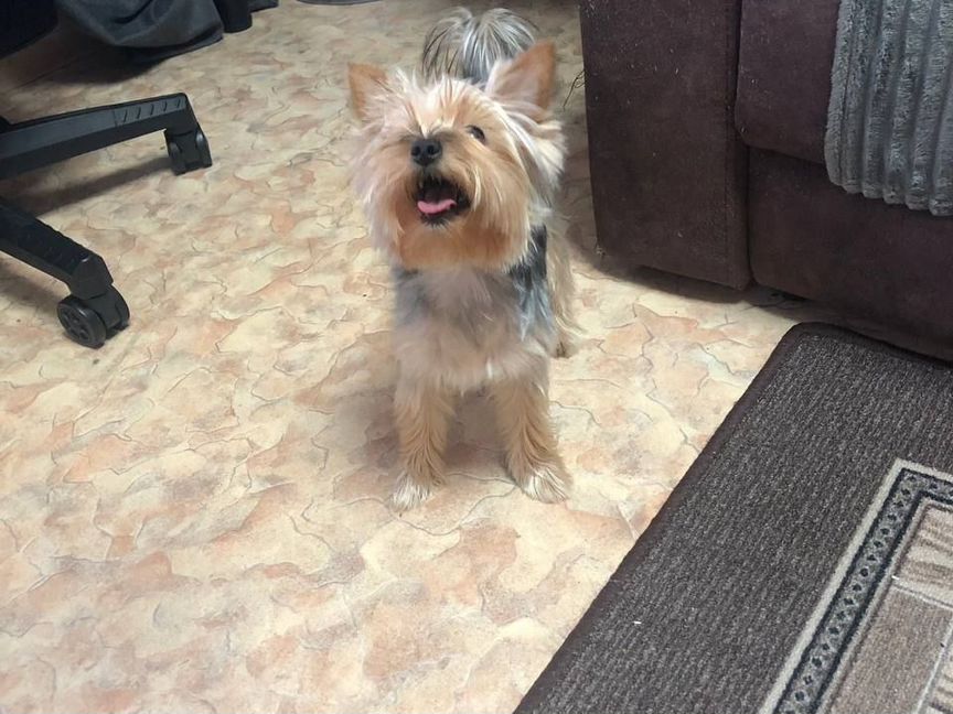 Йоркширский терьер девочка