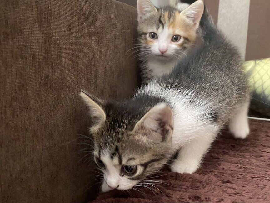 Котики