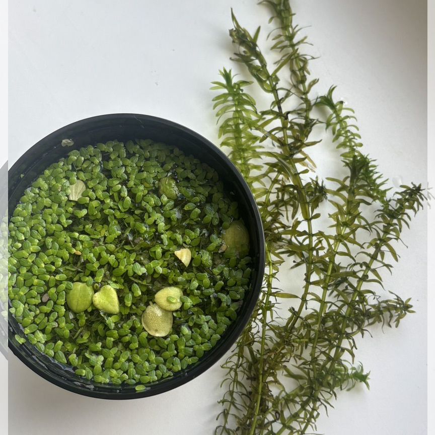 Обменяю растения