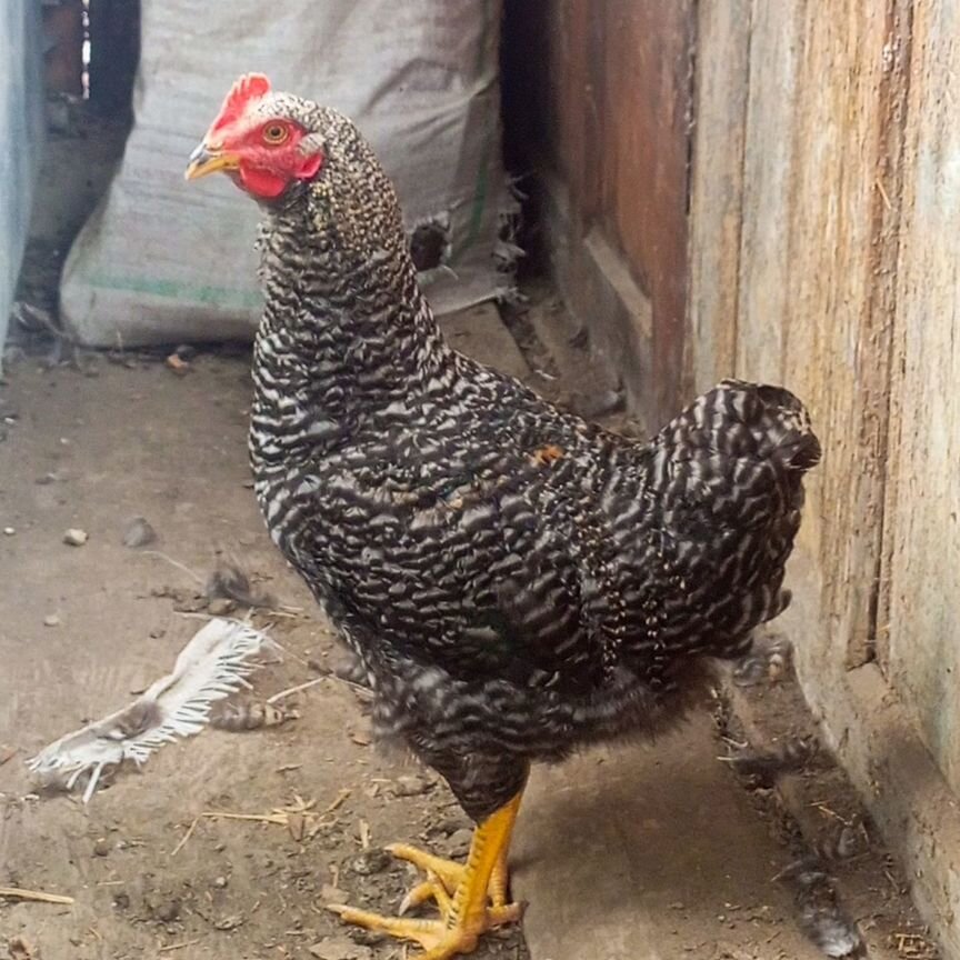 Петух брама