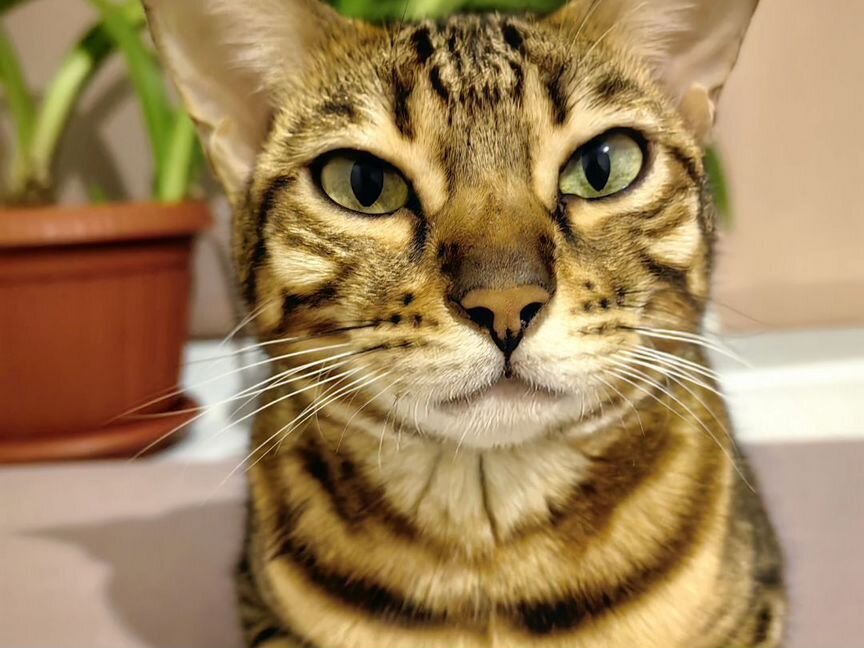 Бенгальская кошка