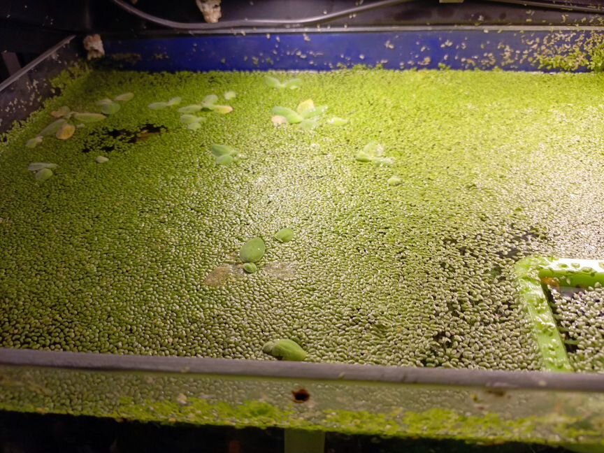 Ряска аквариумная