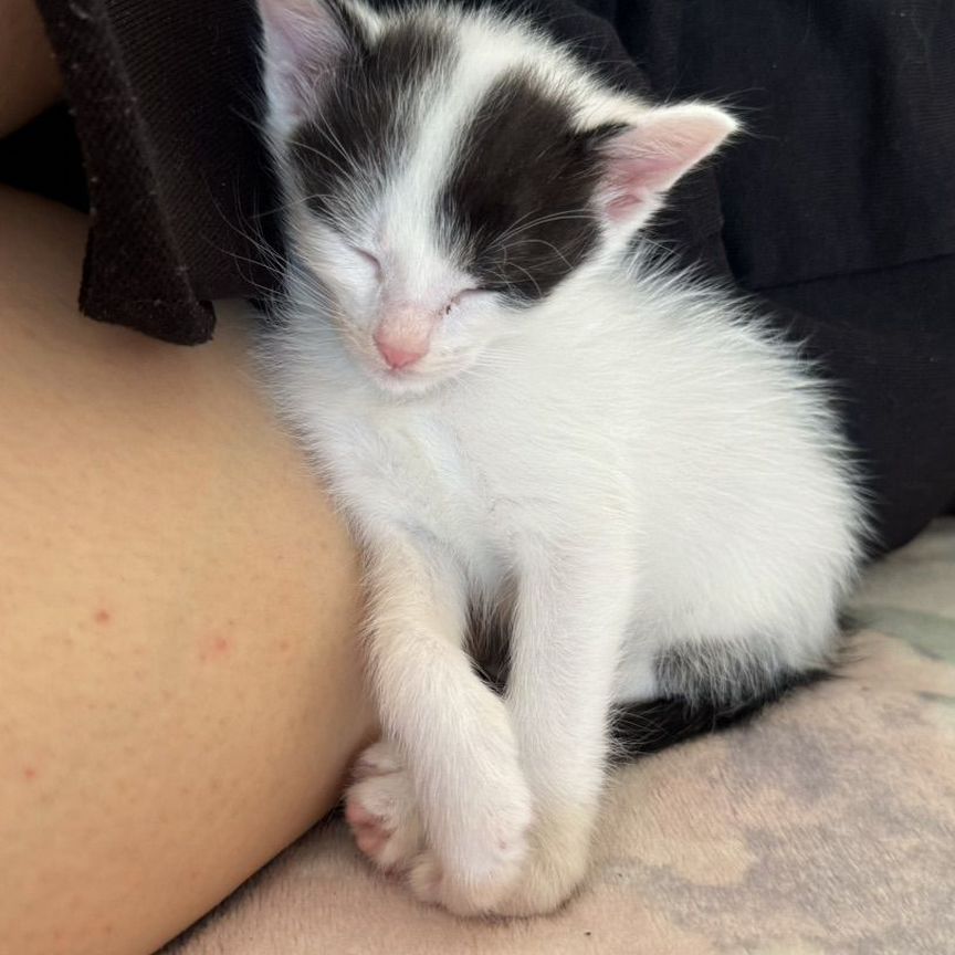 Котёнок малютка (мальчик)