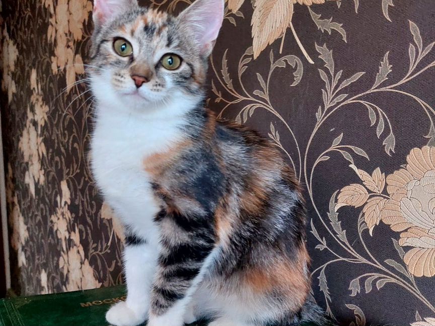 Прекрасная котеечка ищет дом
