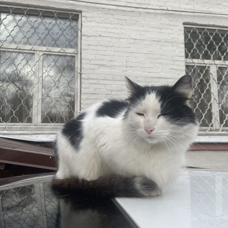 Уличный котик ищет дом