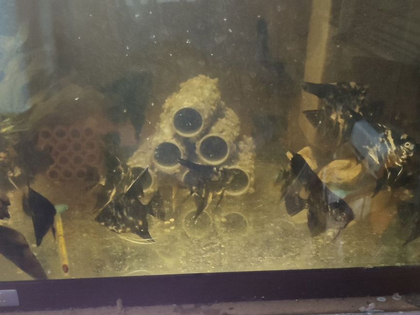 Аквариумные рыбки