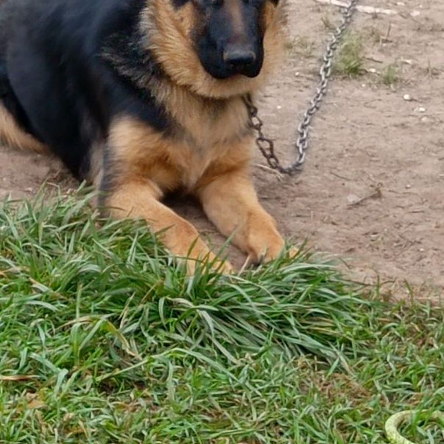 Собака немецкая овчарка