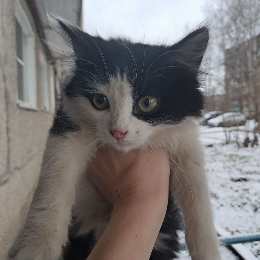 Котёнок