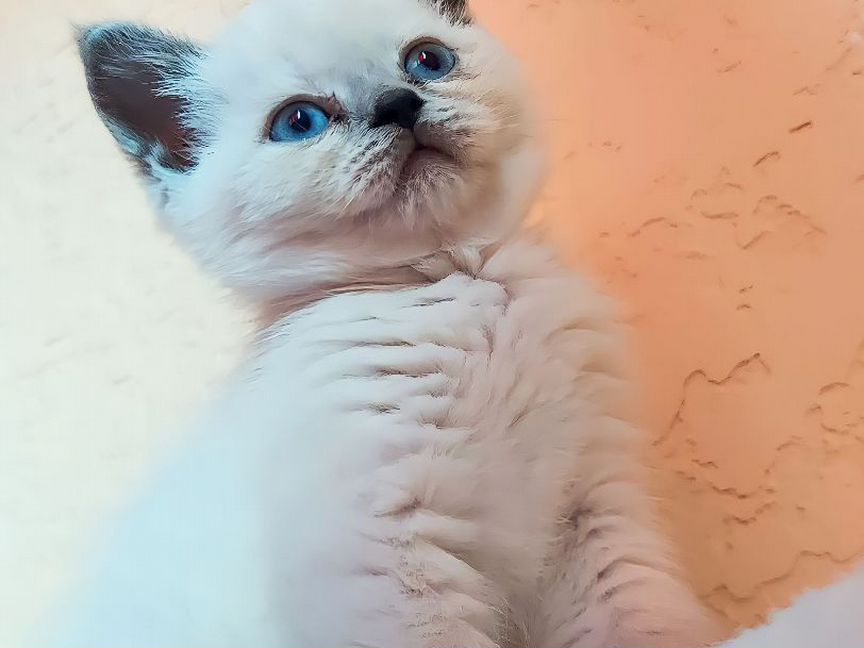 Шотландские прямоухие котята