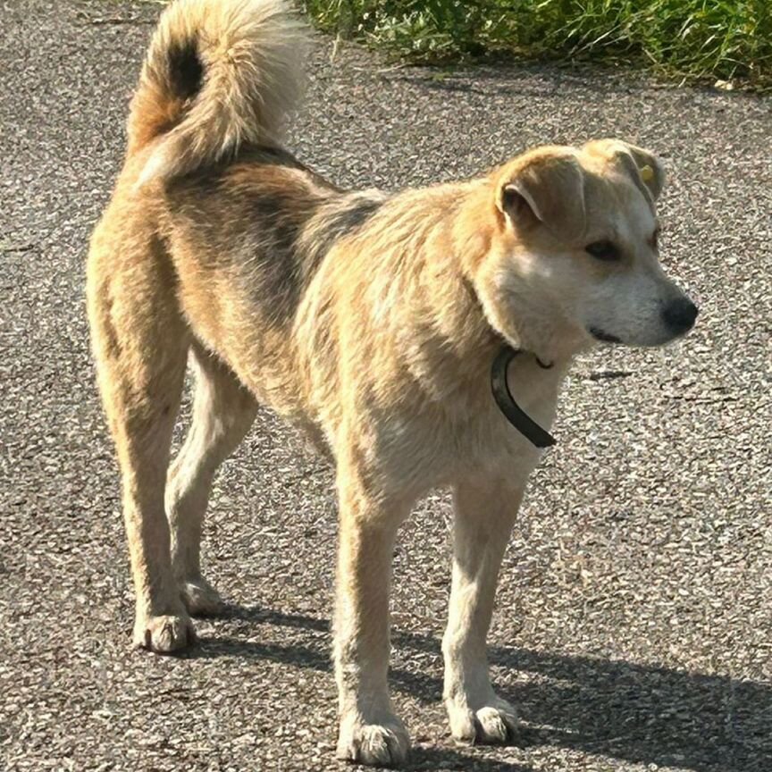 Девочка ищет дом