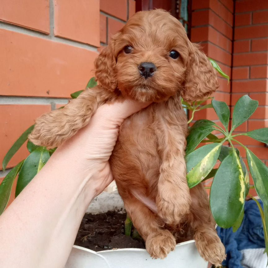 Мальтипу, щенок