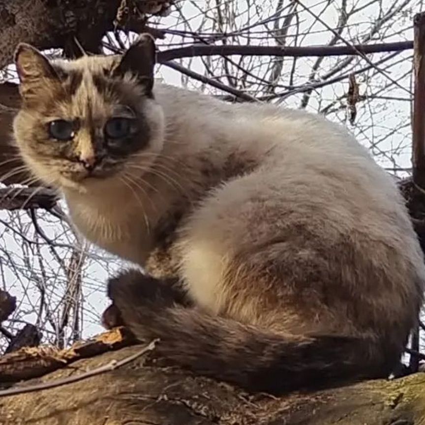 Тайская, взрослая кошка