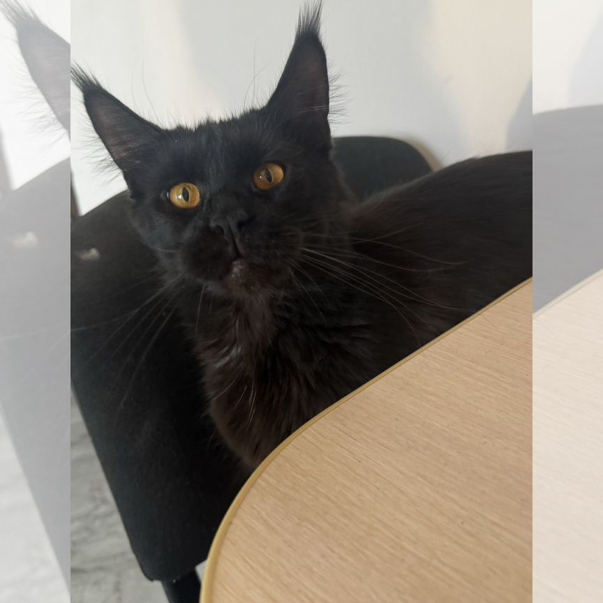 Мейн-кун, кошка вязка