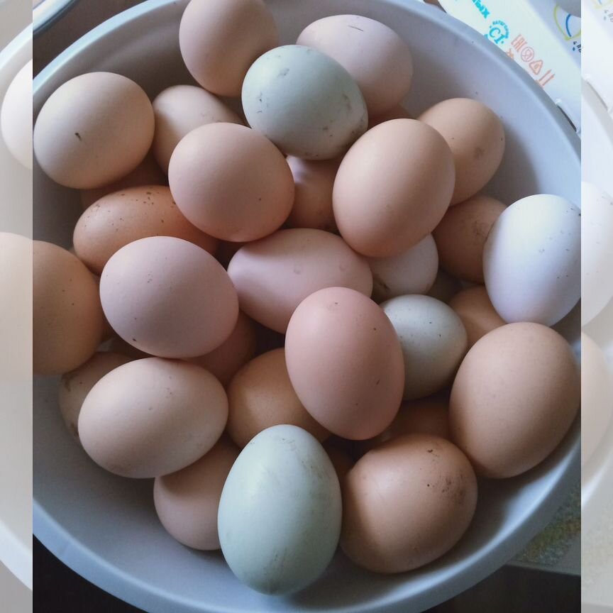 Инкубационное яйцо кур несушек