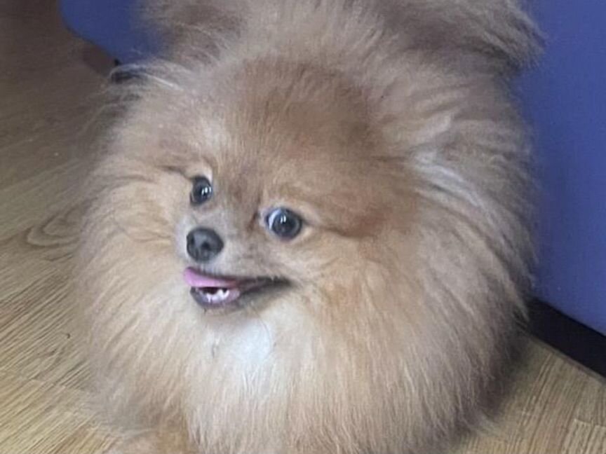 Померанский шпиц