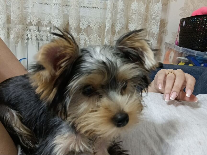 Йоркширский терьер щенки