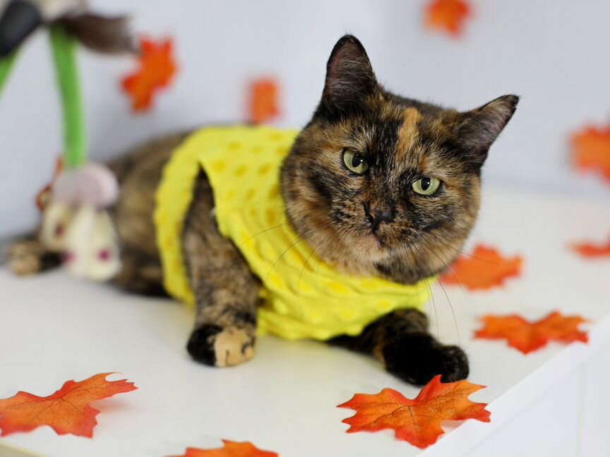Джес в поисках котородителей