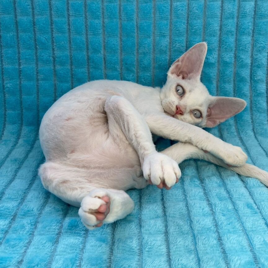 Котята девон-рекс