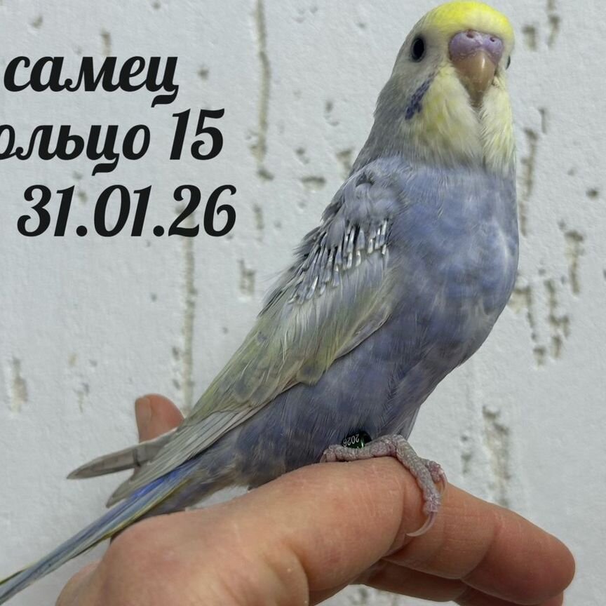 Попугаи привезу