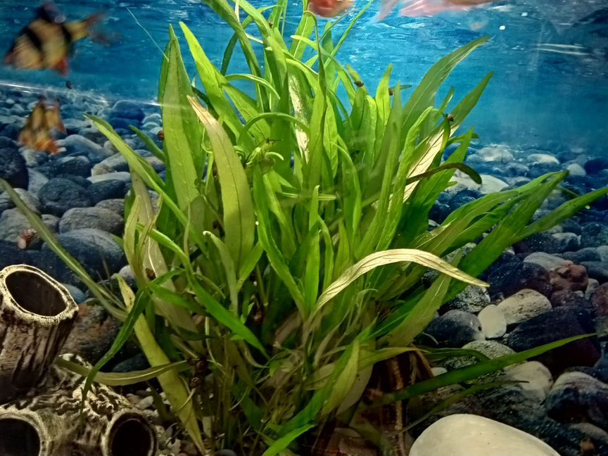 Растения для аквариума (лимонник)